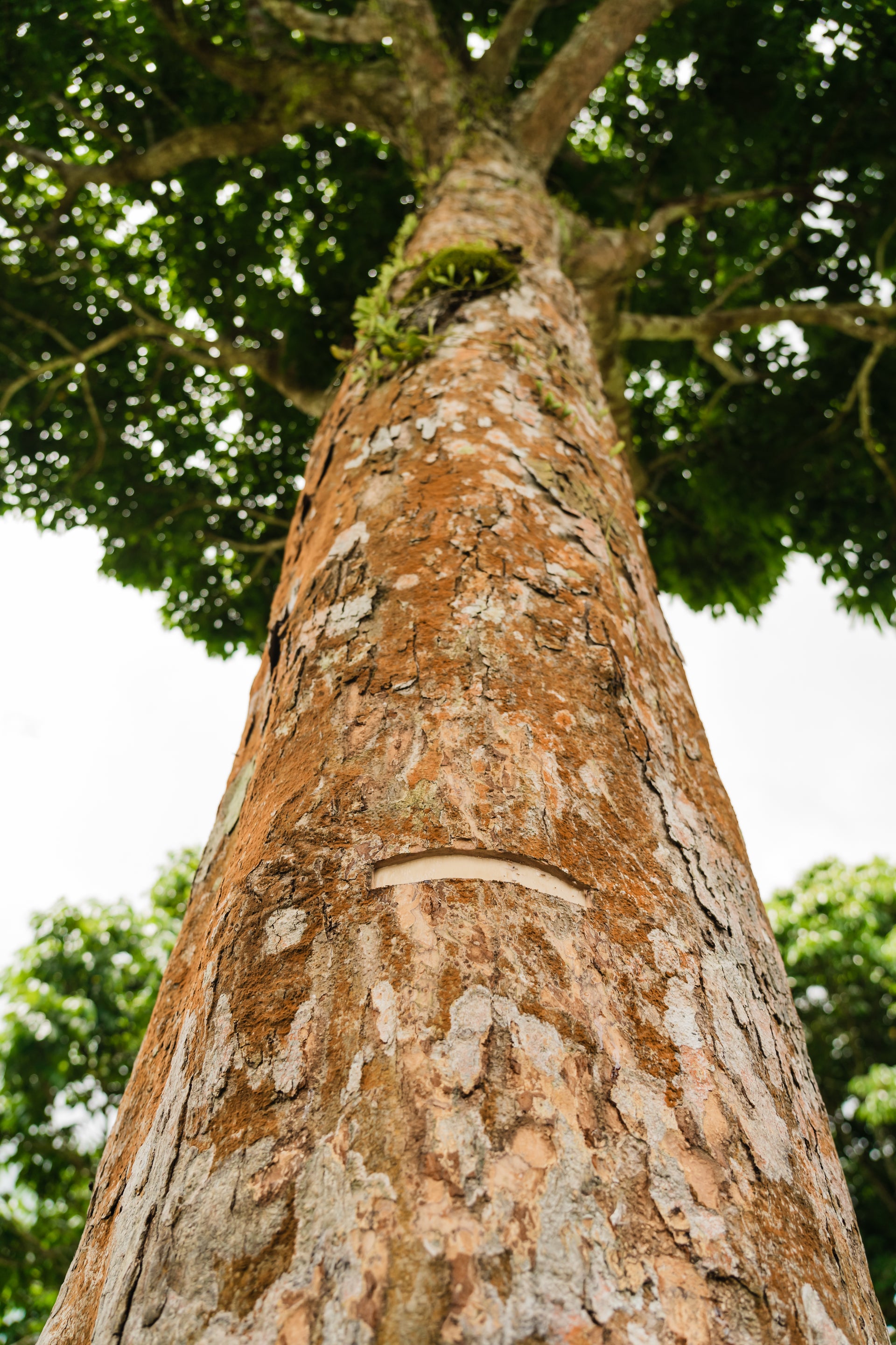 About Pili Ani | Pili Ani US